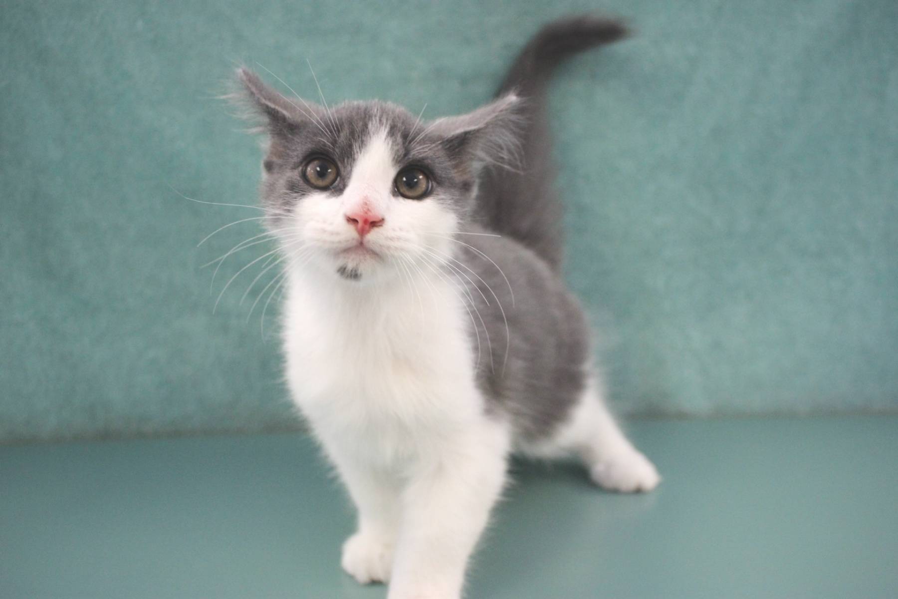 Teva (2) – North Country Animal League