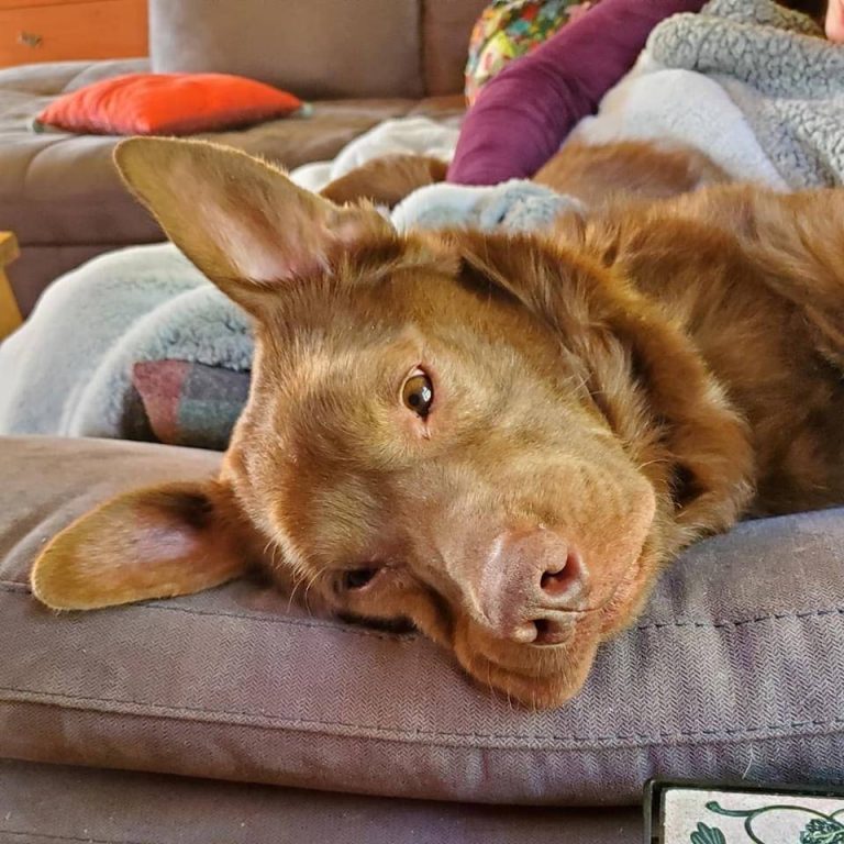 Bobo Finds His Forever Couch – North Country Animal League