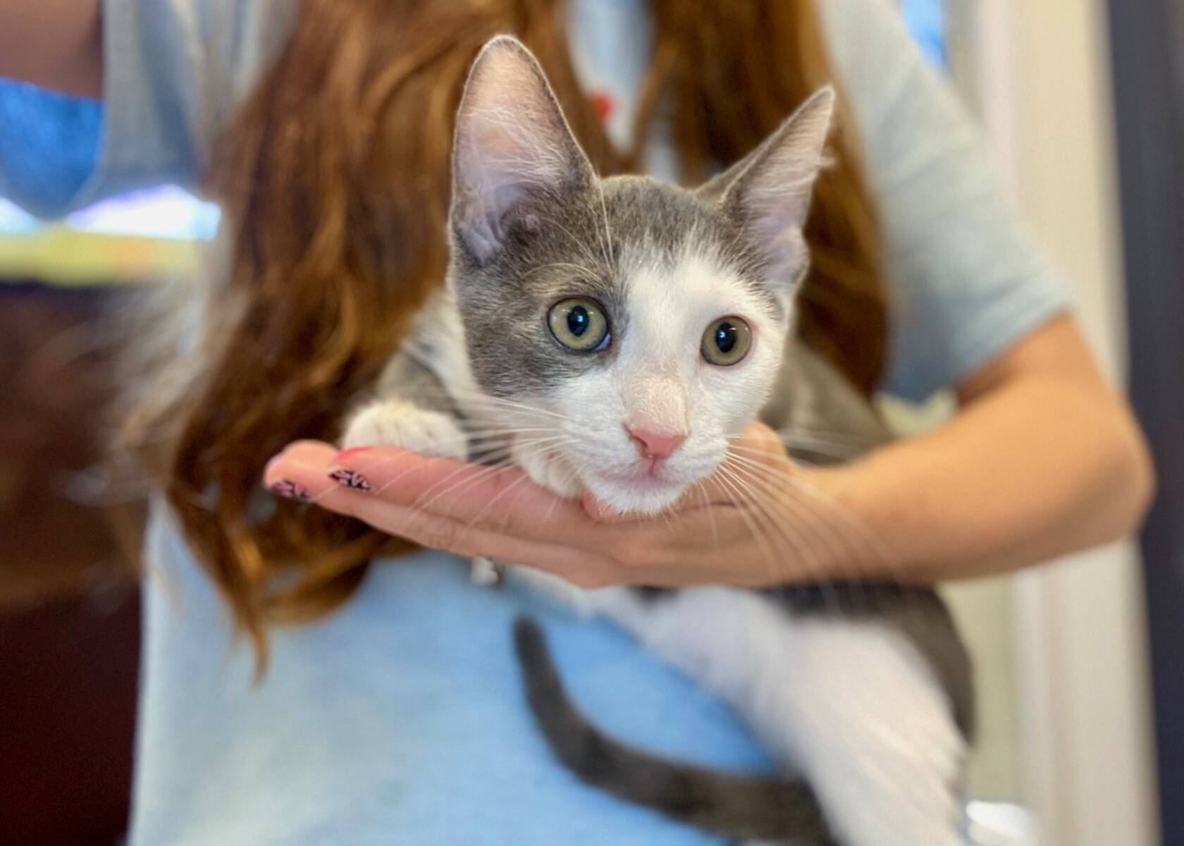 North Country Animal League | Central Vermont Pet Adoption | NCAL