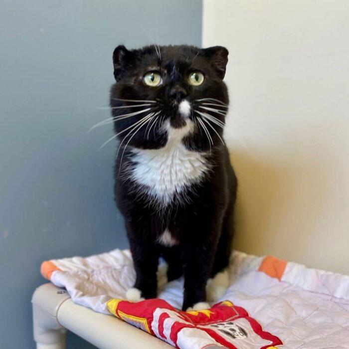 Pringles – Adopted! – North Country Animal League