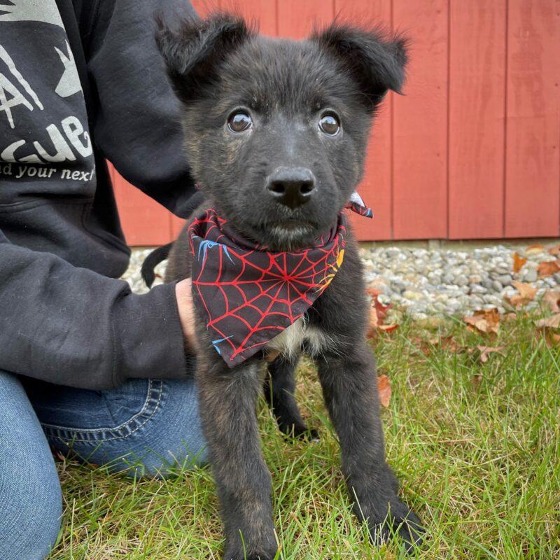 Available Dogs – North Country Animal League
