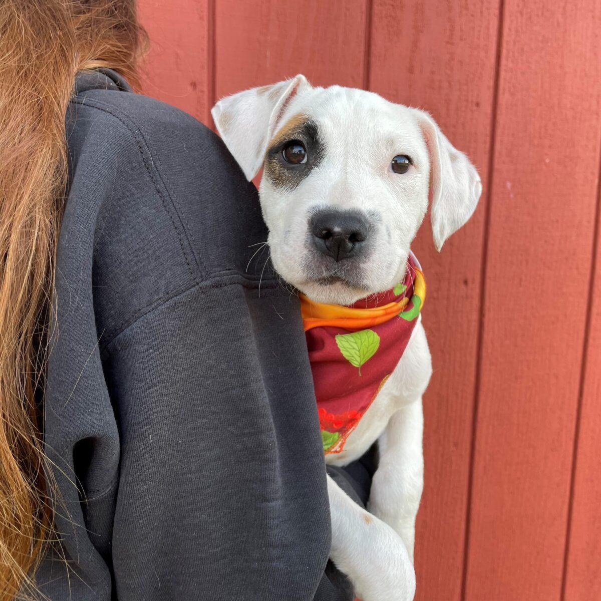 Available Dogs – North Country Animal League