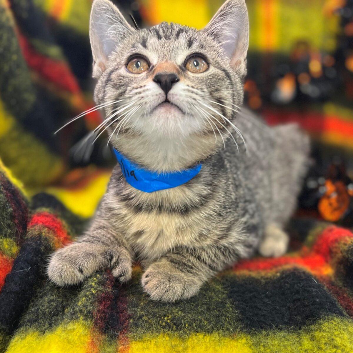 Ivy – North Country Animal League