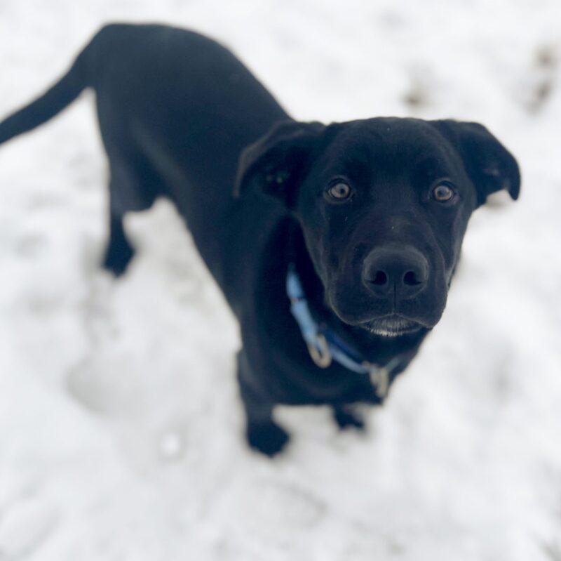 Drake- Adopted! – North Country Animal League