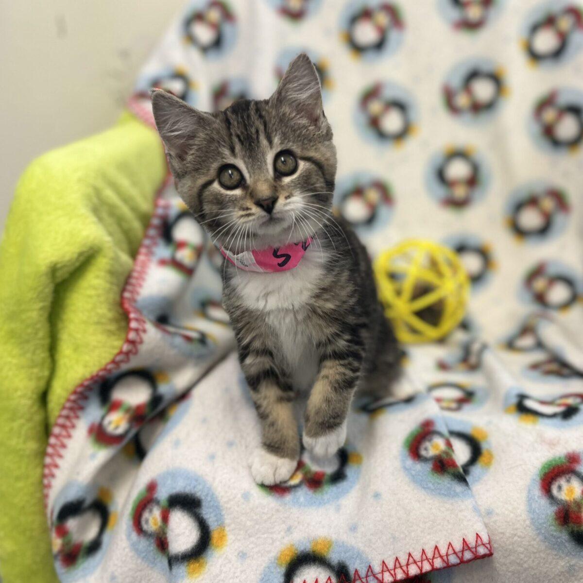 Fern- Adopted! – North Country Animal League