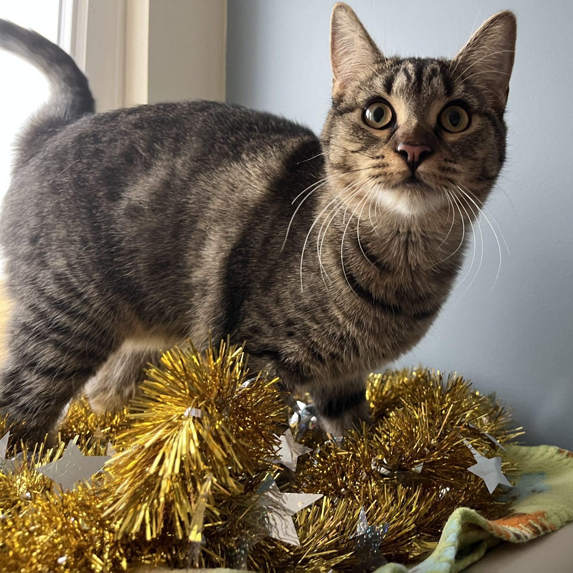 Becky- Adopted! – North Country Animal League