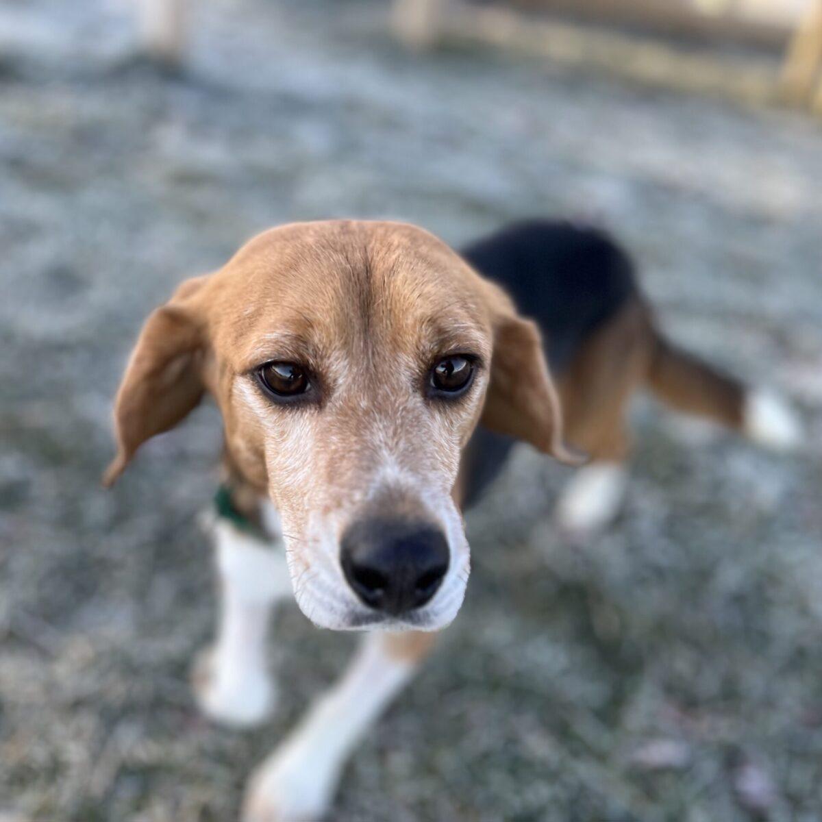 Adopted Dogs – North Country Animal League