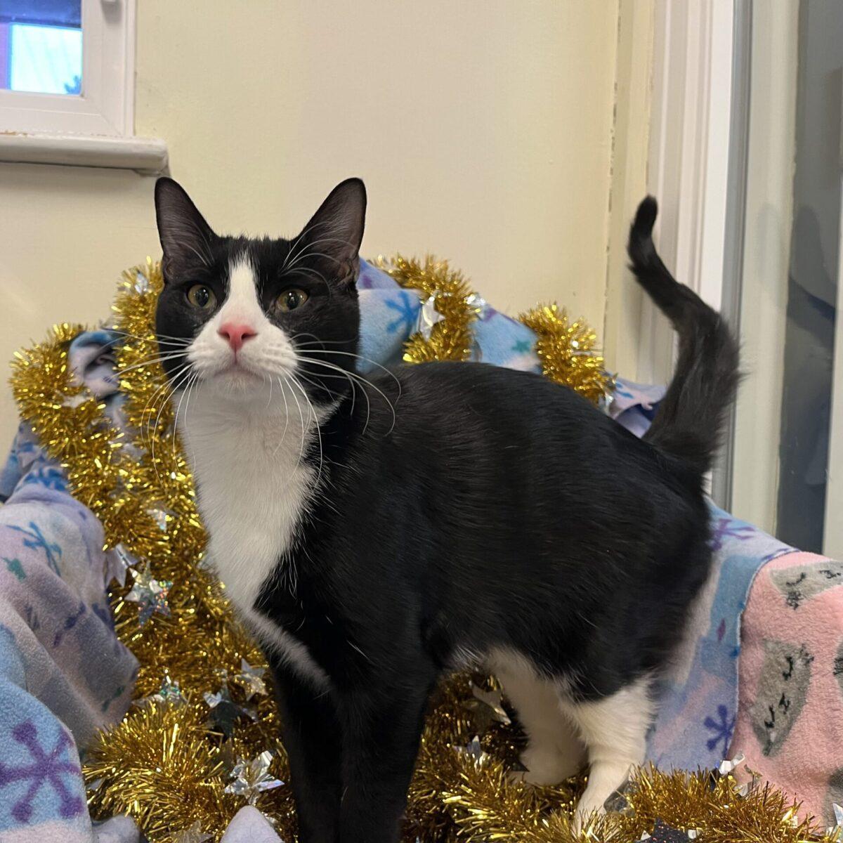 Frodo- Adopted! – North Country Animal League