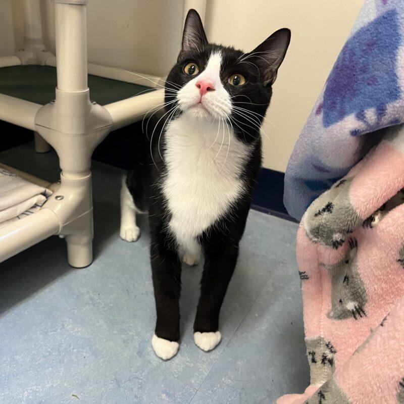 Frodo- Adopted! – North Country Animal League