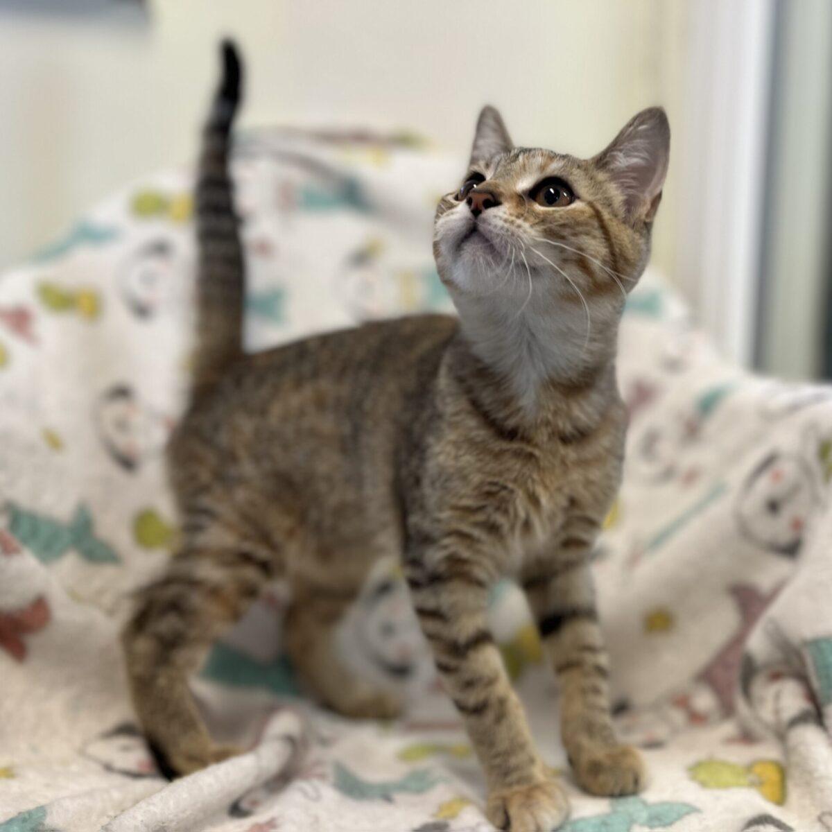 Adopted Cats – North Country Animal League