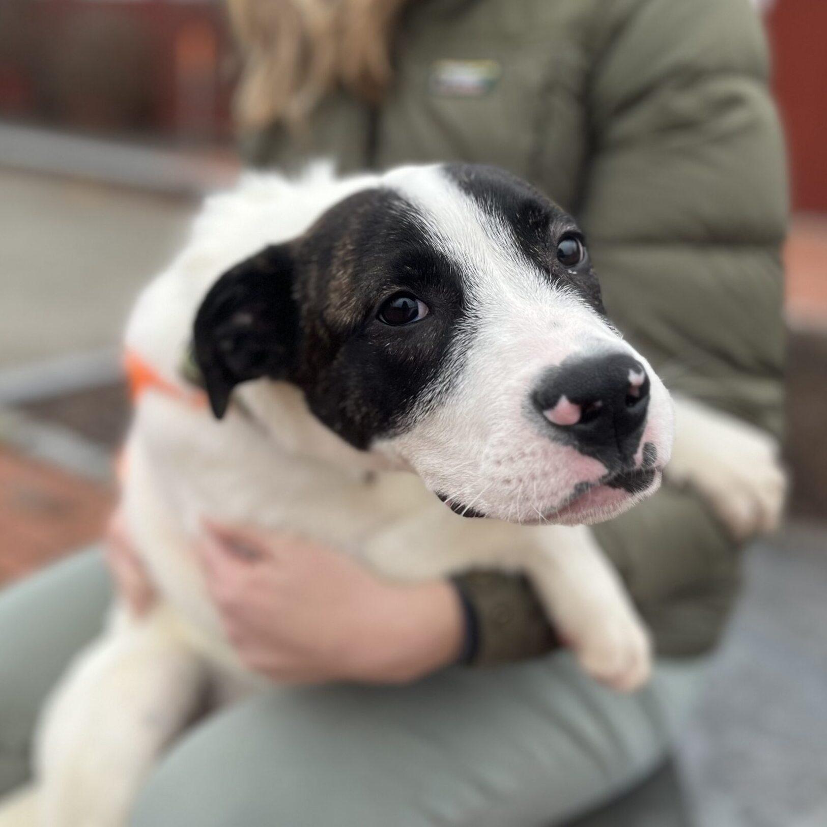 Bull Adopted North Country Animal League Bull Adopted North Country Animal League