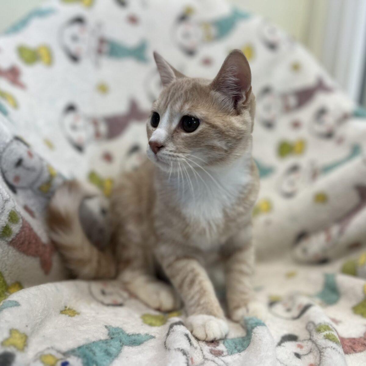 Lager- Adopted! – North Country Animal League