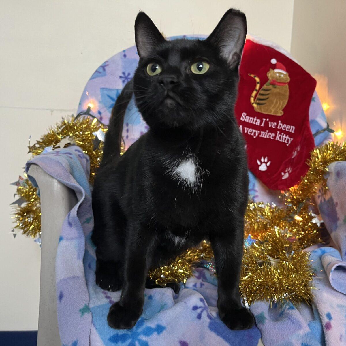 Portobello- Adopted! – North Country Animal League