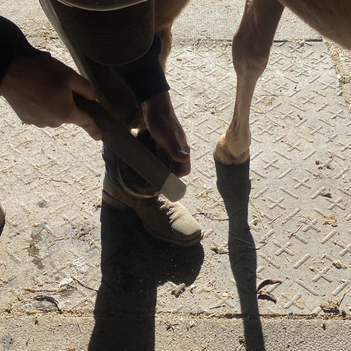 Farrier Facts – North Country Animal League