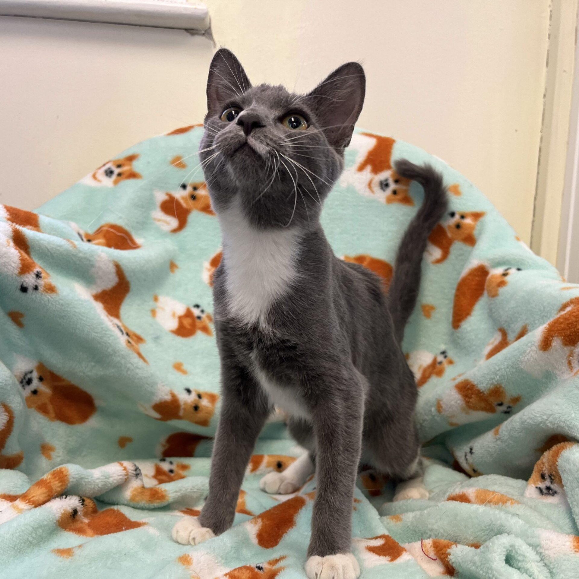 Dora- Adopted! – North Country Animal League