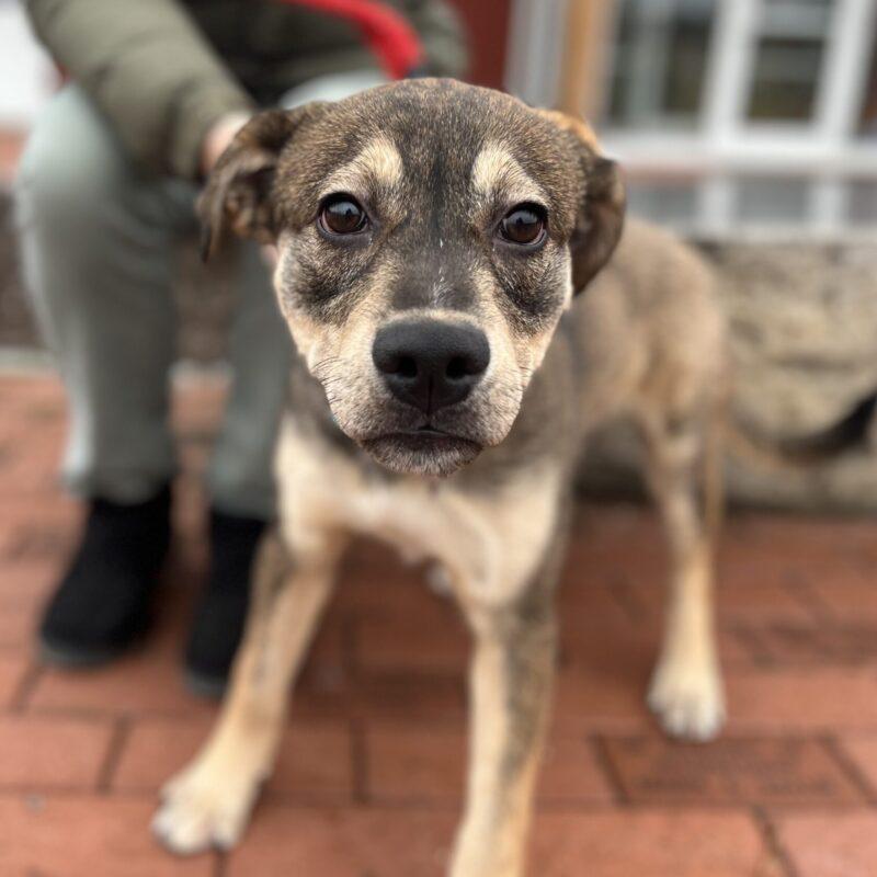 Adopted Dogs – North Country Animal League