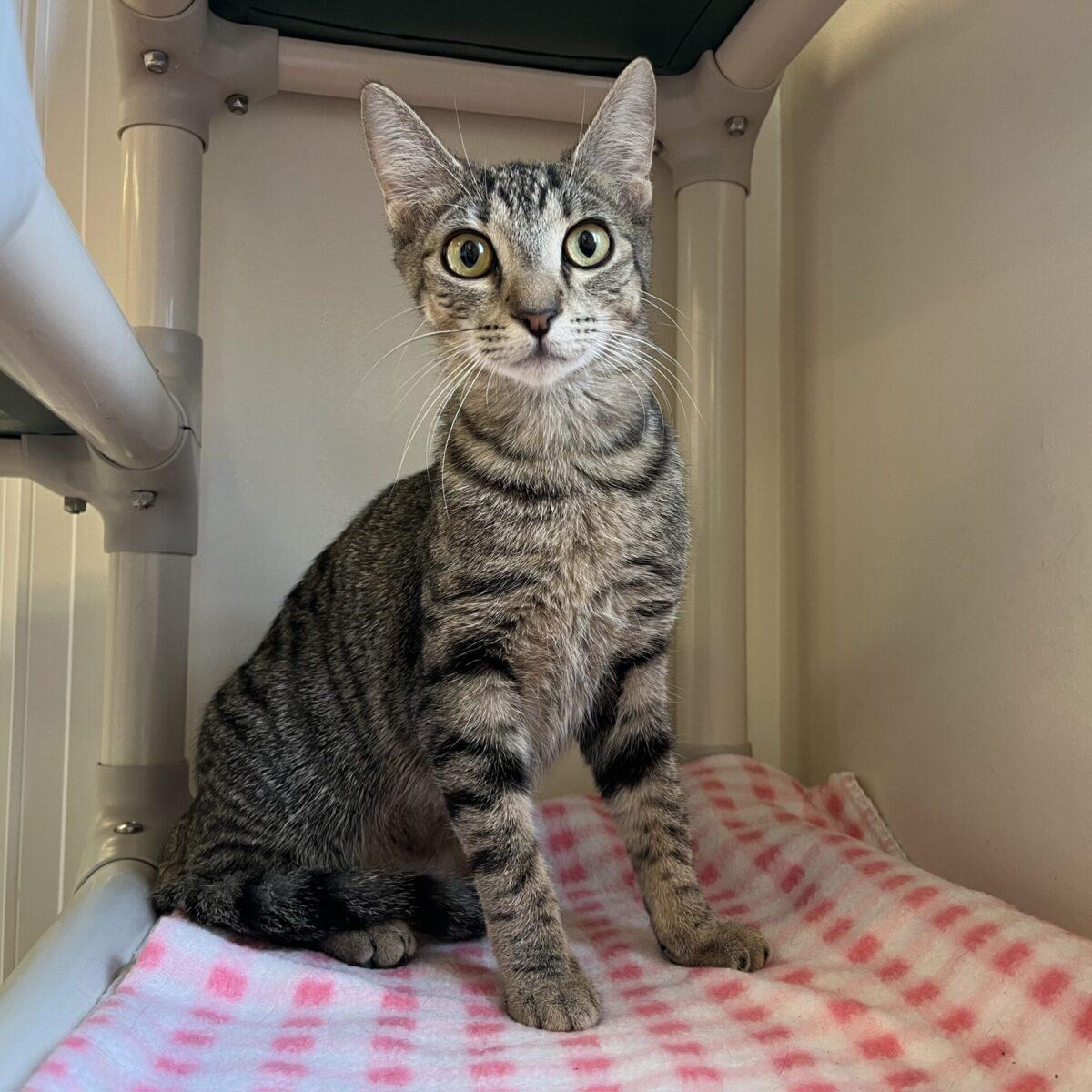Available Cats – North Country Animal League