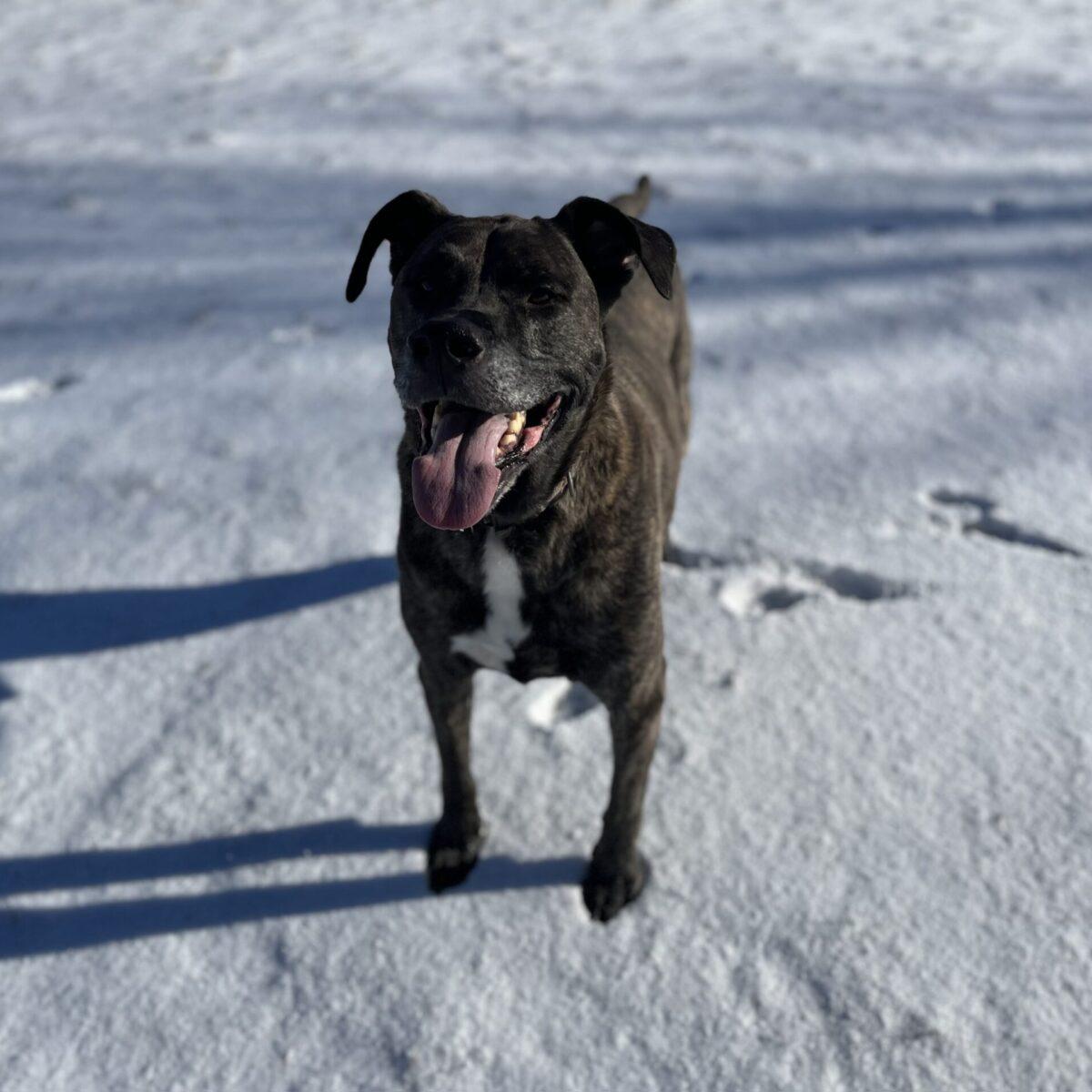 Available Dogs – North Country Animal League