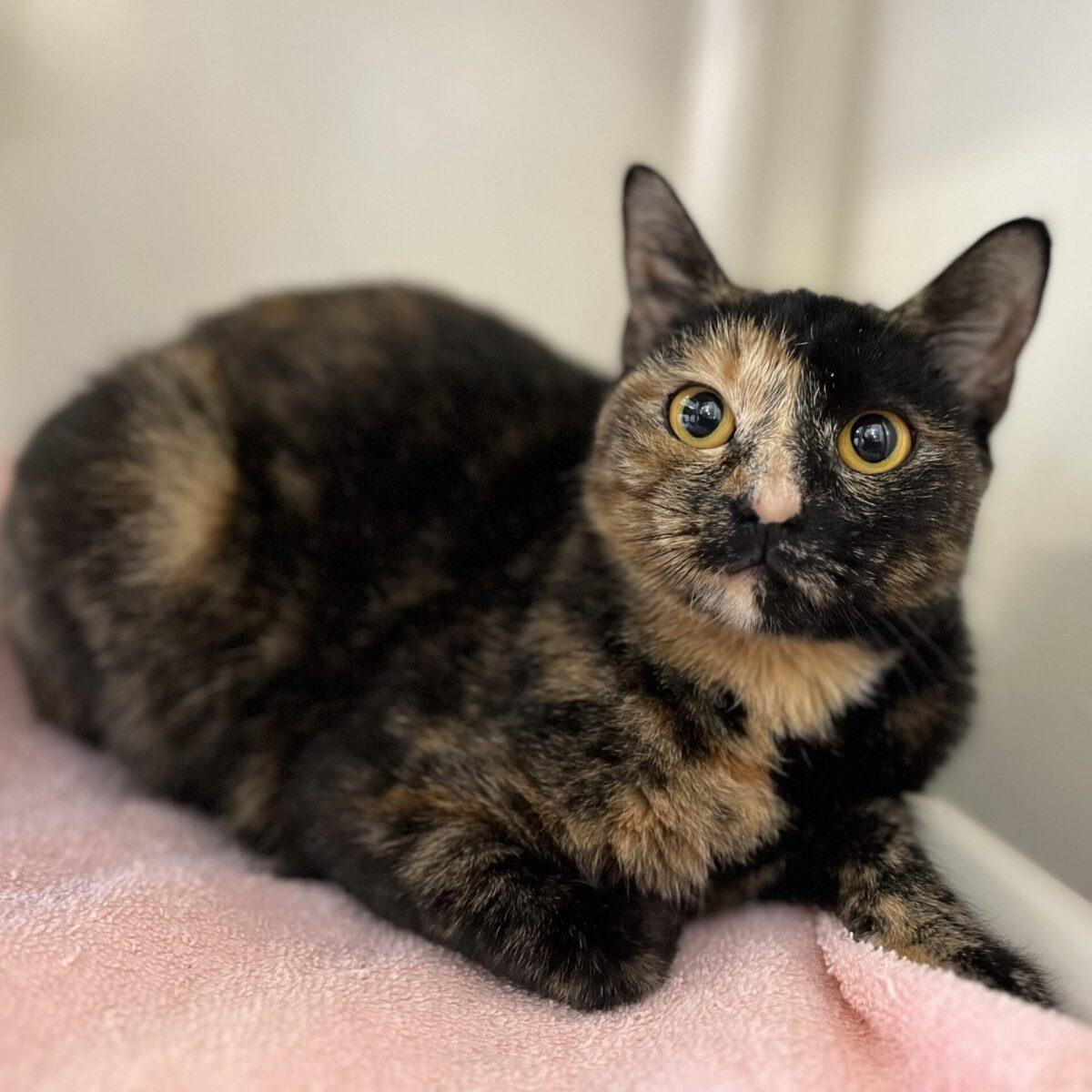 Adopted Cats – North Country Animal League