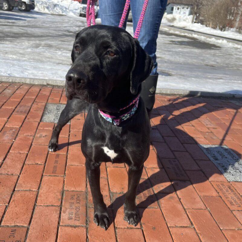 Available Dogs – North Country Animal League