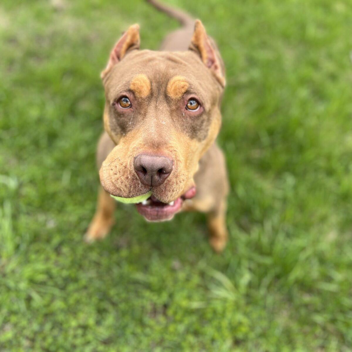 Available Dogs – North Country Animal League