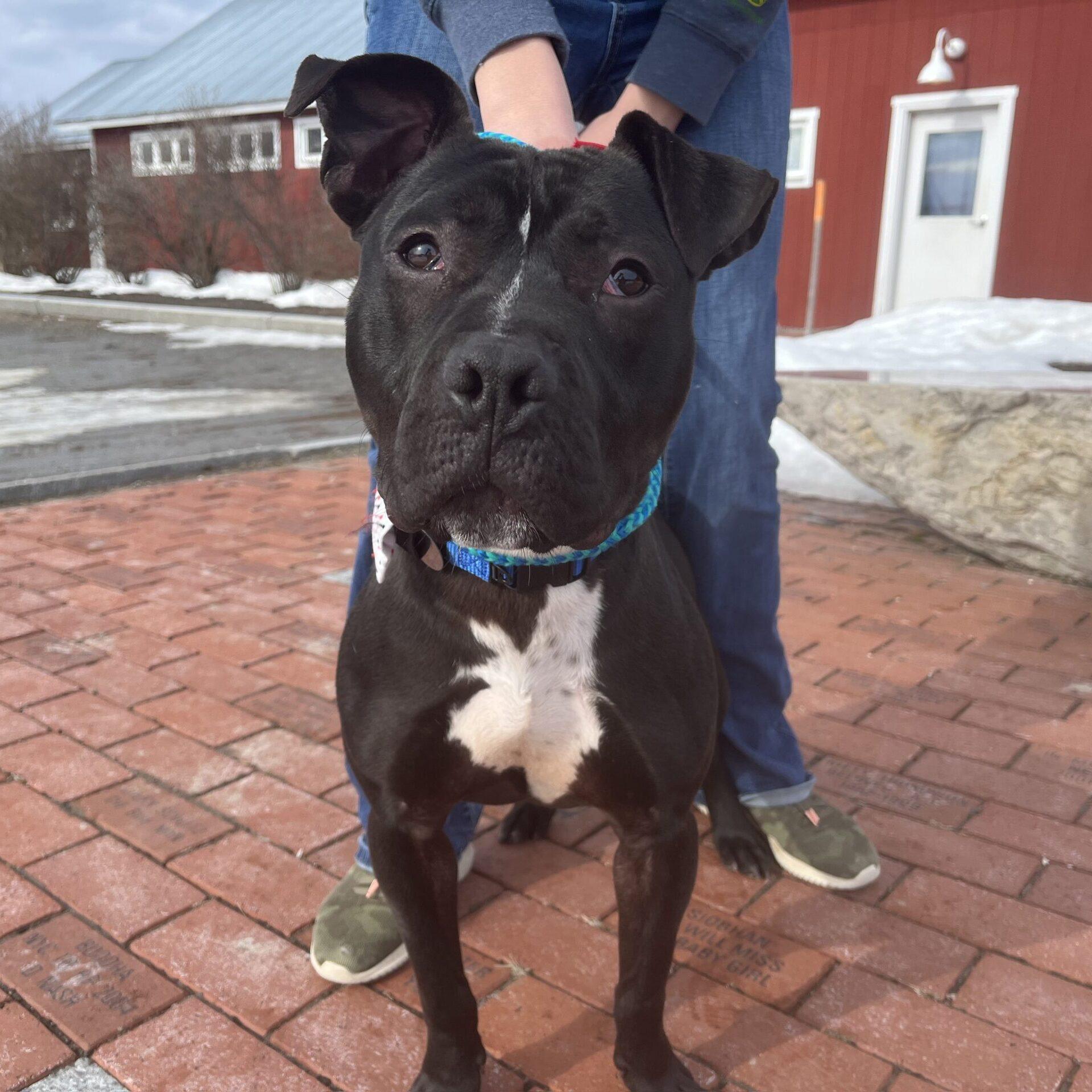 Available Dogs – North Country Animal League
