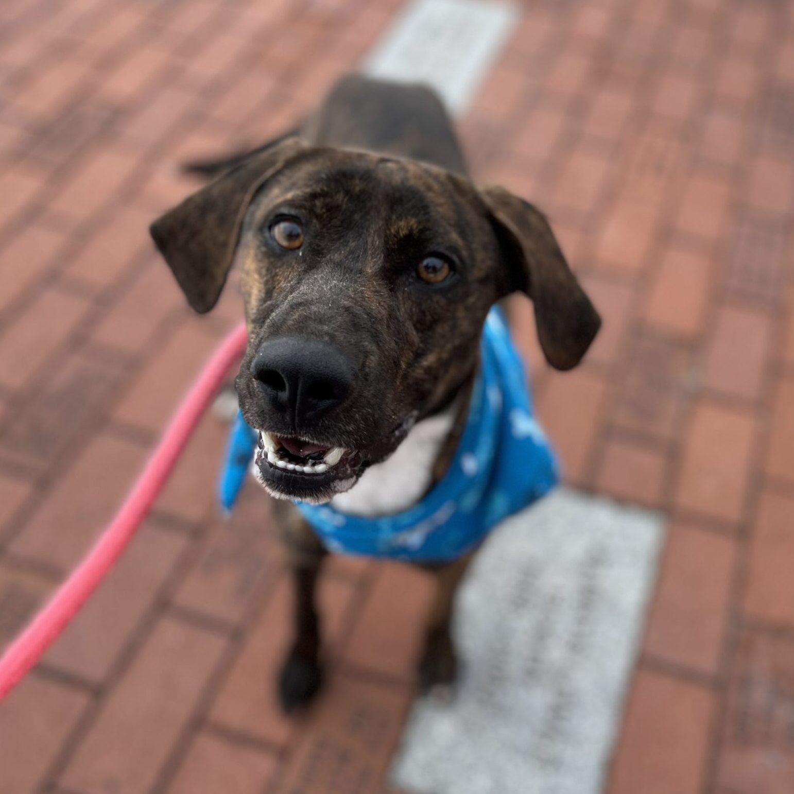 Adopted Dogs – North Country Animal League