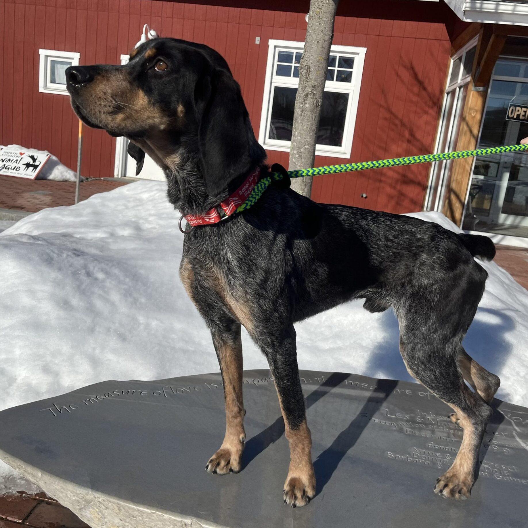 Available Dogs – North Country Animal League