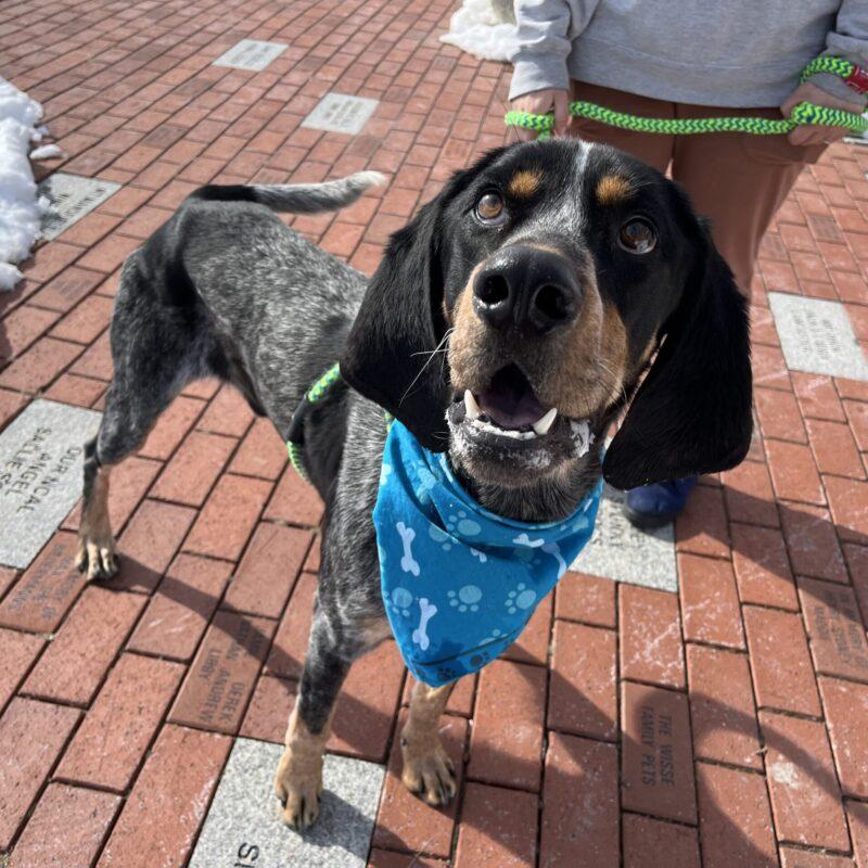 North Country Animal League