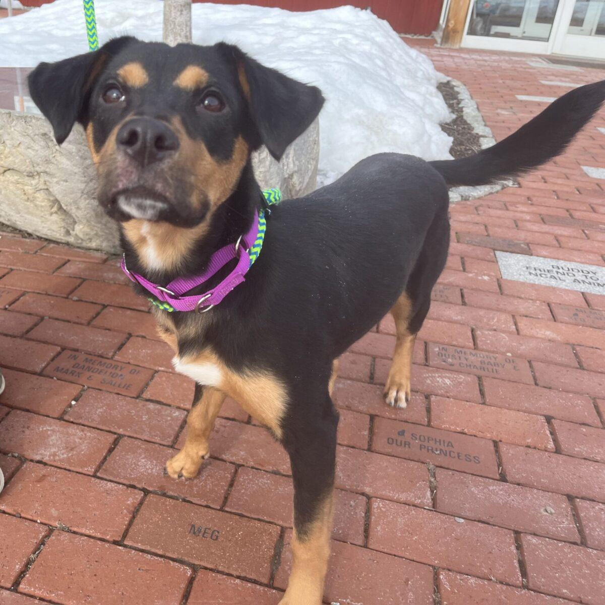 Adopted Dogs – North Country Animal League