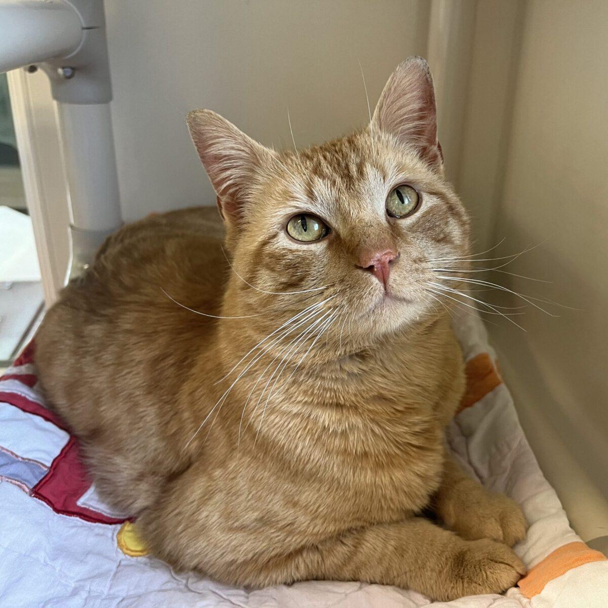 Cabot- Adopted! – North Country Animal League