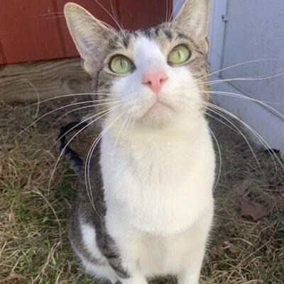 North Country Animal League