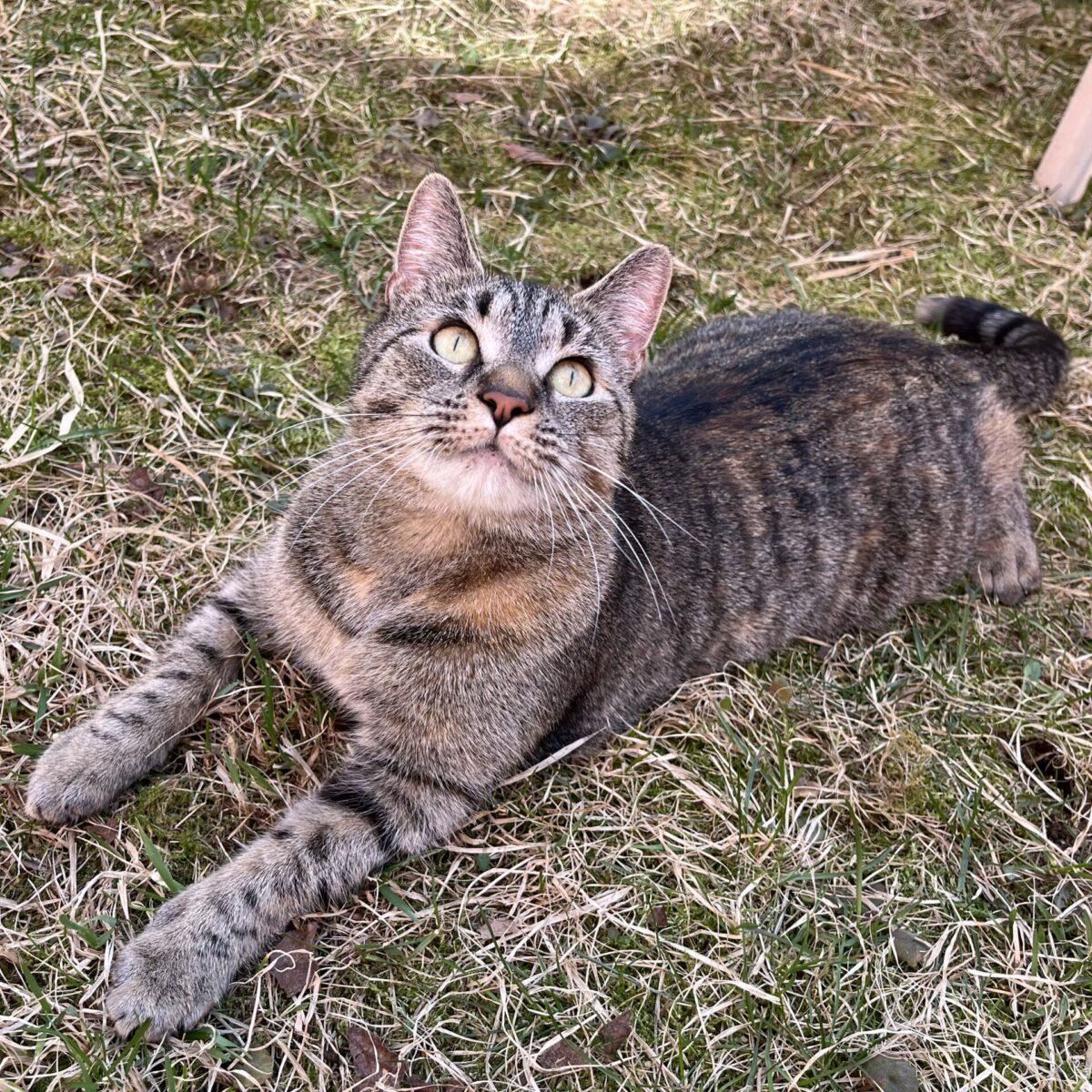 Adopted Cats – North Country Animal League