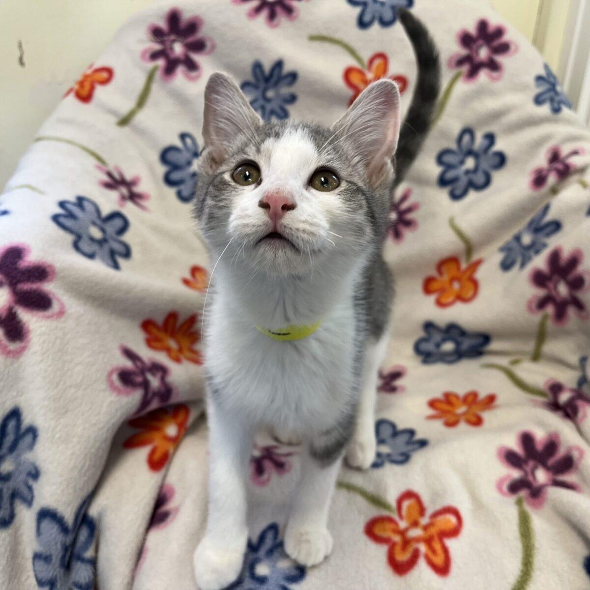 Adopted Cats – North Country Animal League