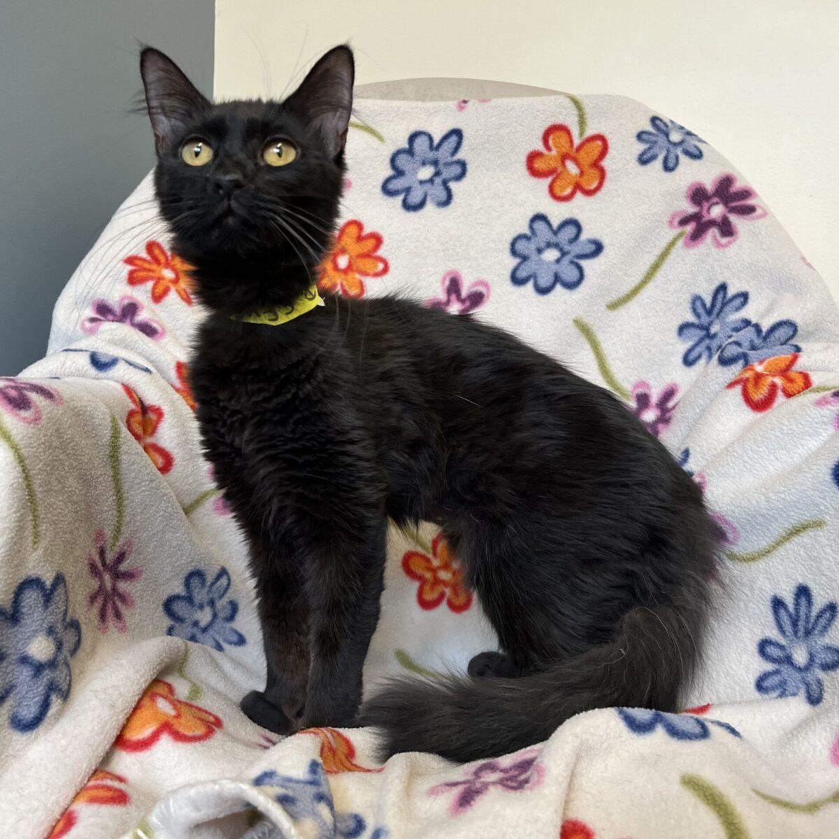 Adopted Cats – North Country Animal League