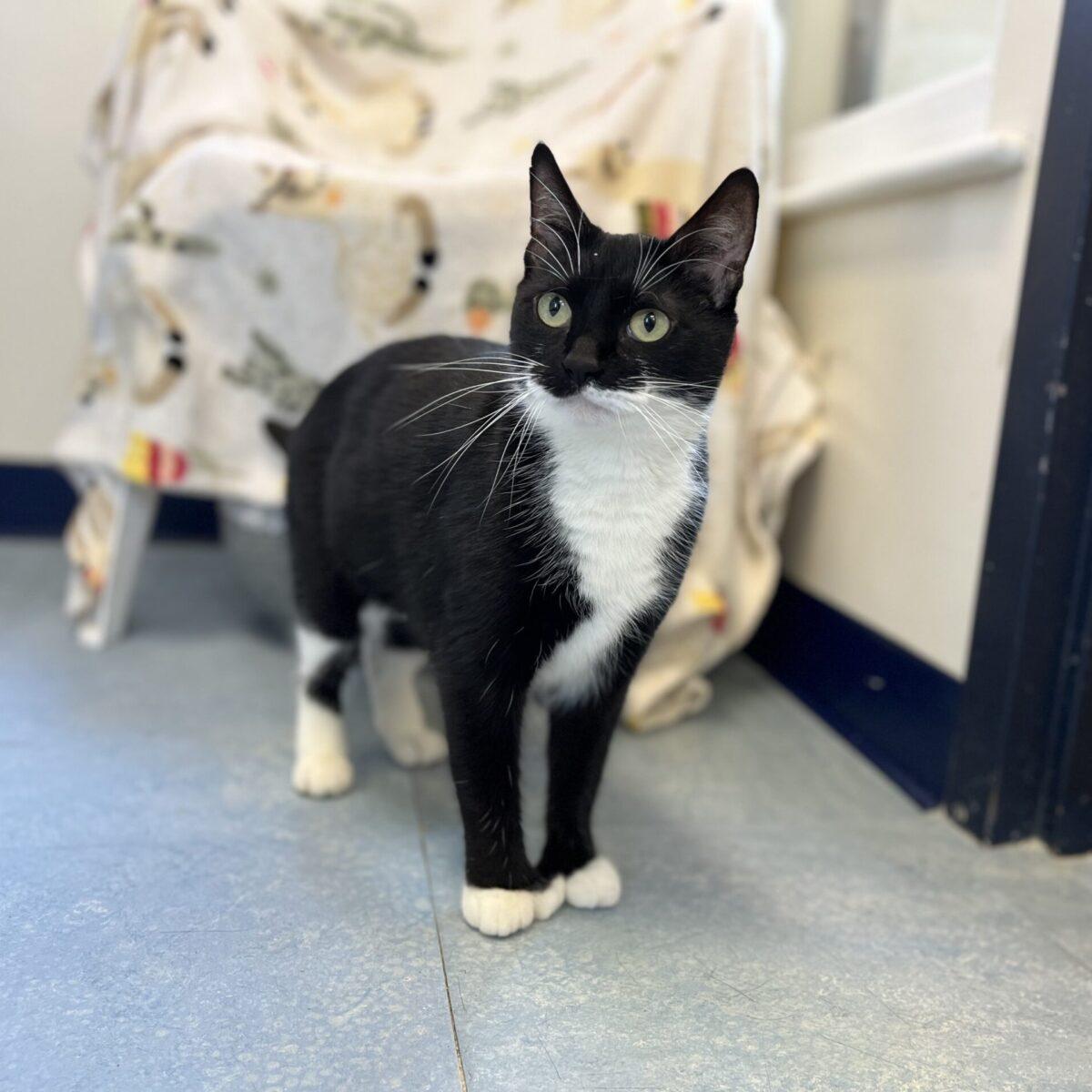 Adopted Cats – North Country Animal League