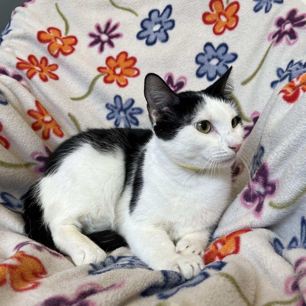 Adopted Cats – North Country Animal League