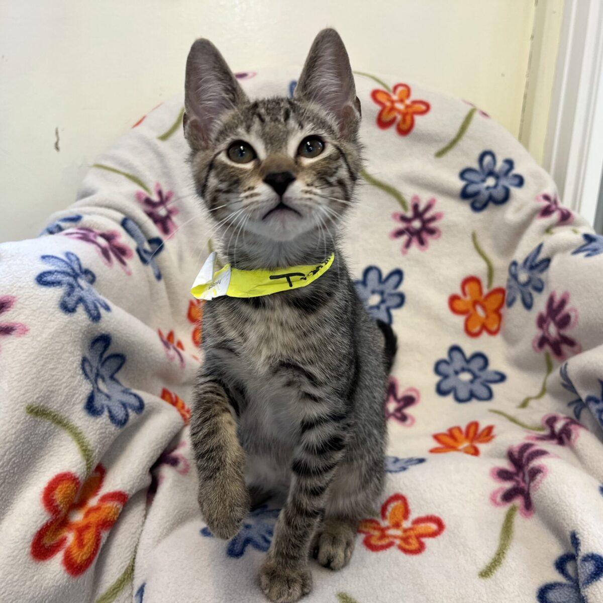 Adopted Cats – North Country Animal League