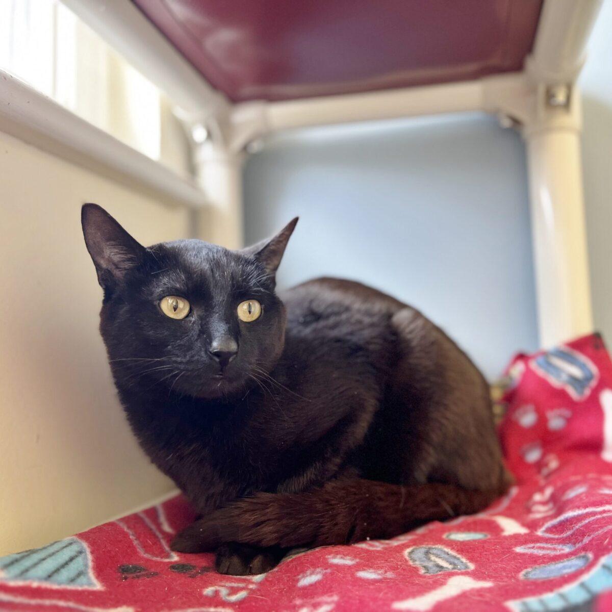 Adopted Cats – North Country Animal League