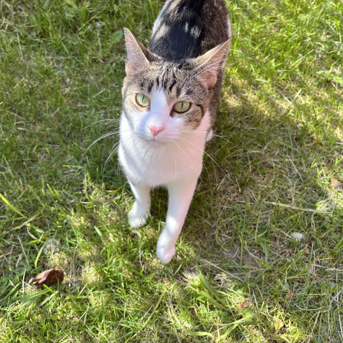 Dren- Adopted! – North Country Animal League