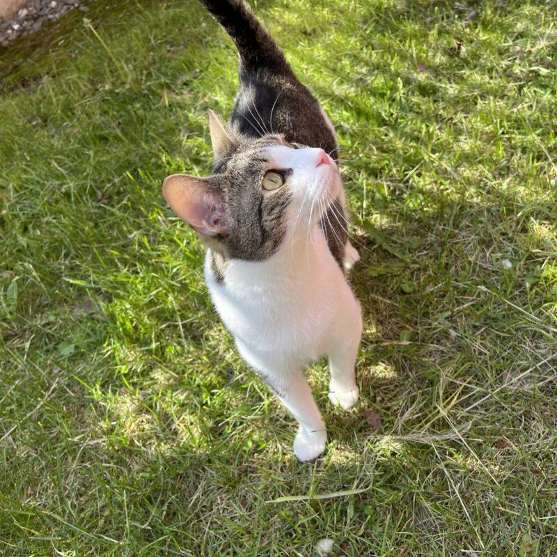 Available Cats – North Country Animal League