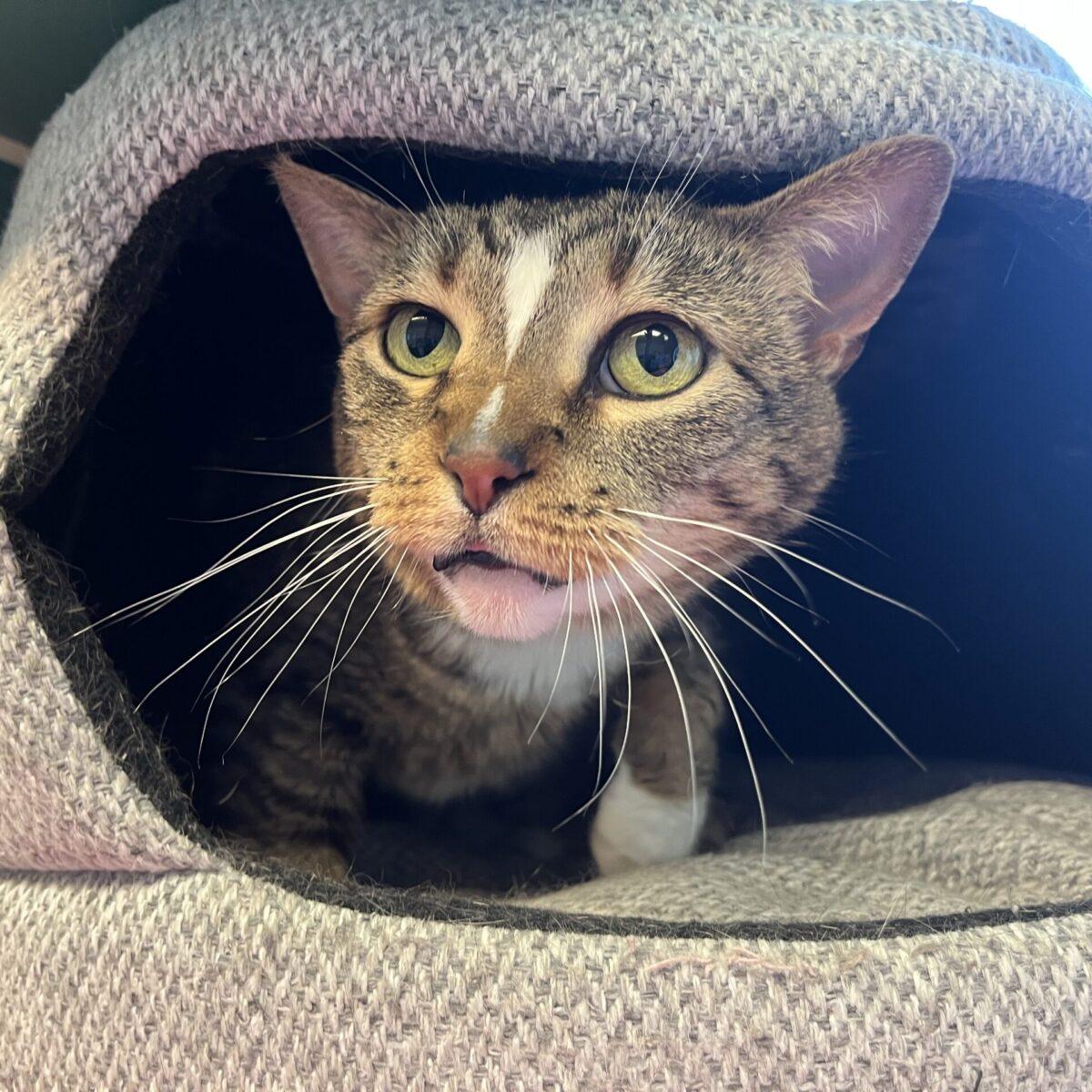 Adopted Cats – North Country Animal League