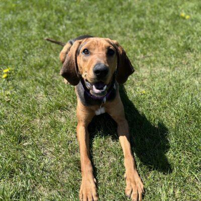 Available Dogs – North Country Animal League