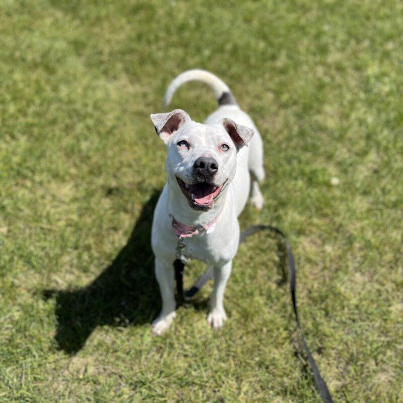 Available Dogs – North Country Animal League