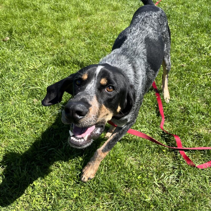 Available Dogs – North Country Animal League