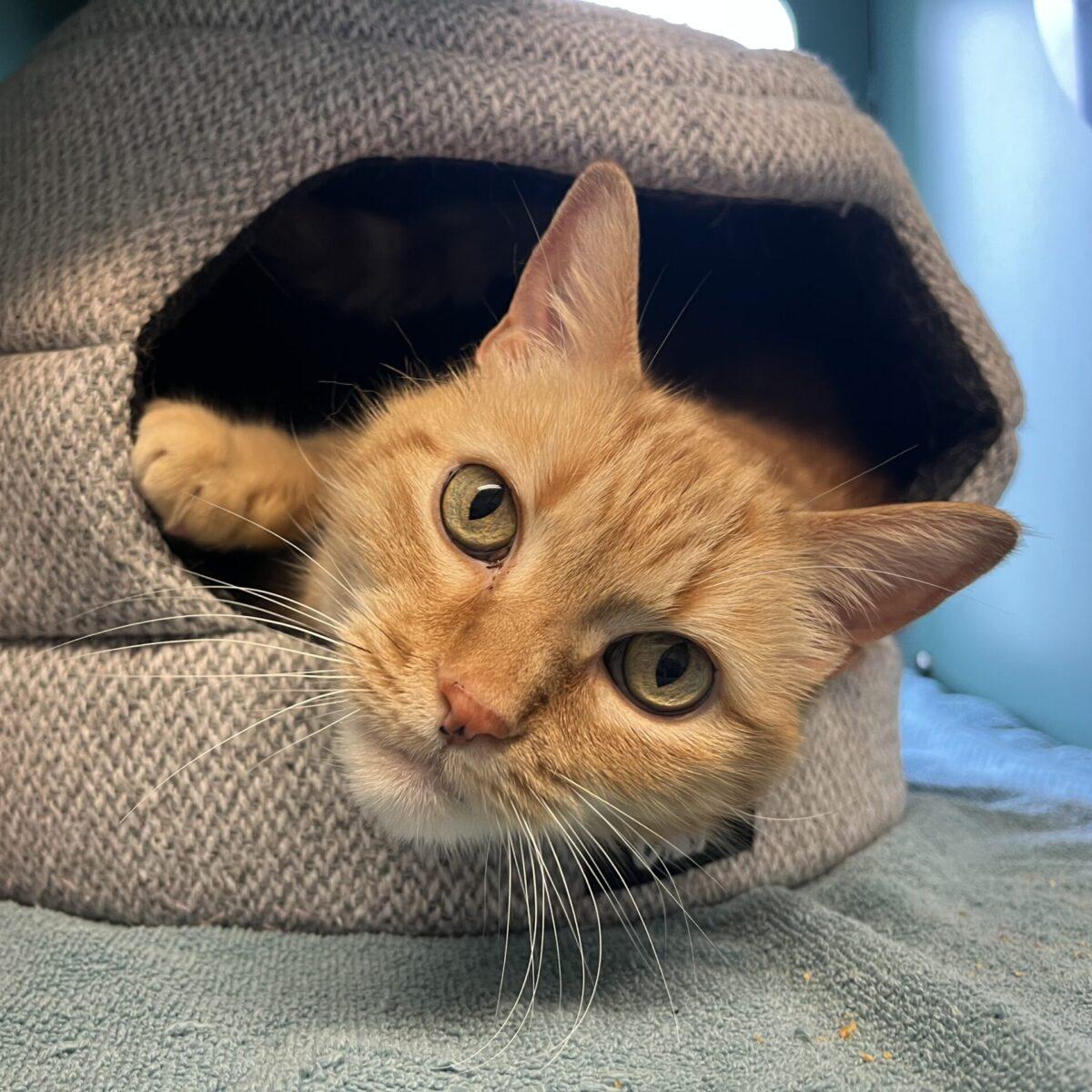 Adopted Cats – North Country Animal League