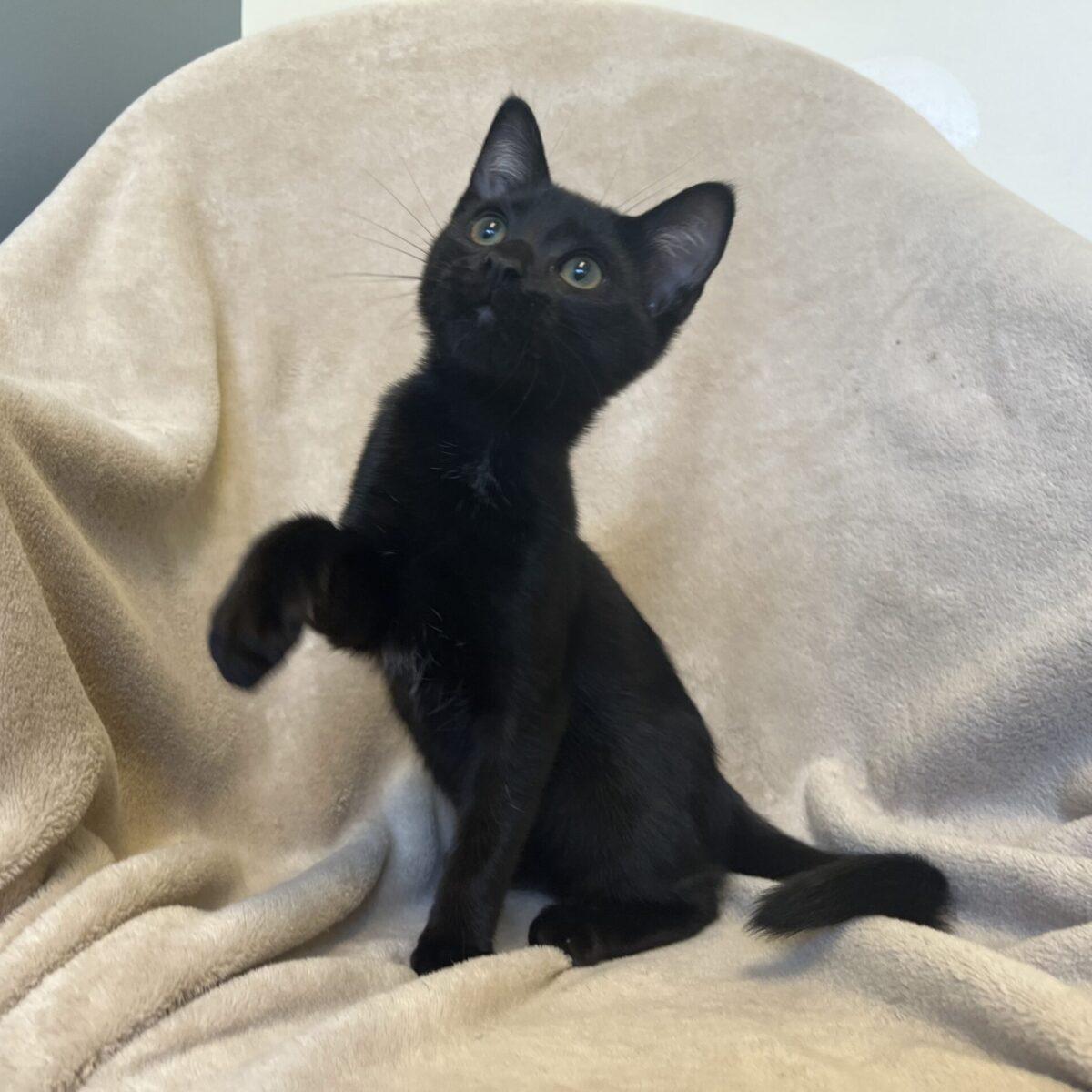 Keifer- Adopted! – North Country Animal League