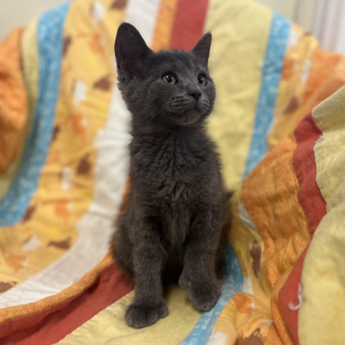 Adopted Cats – North Country Animal League