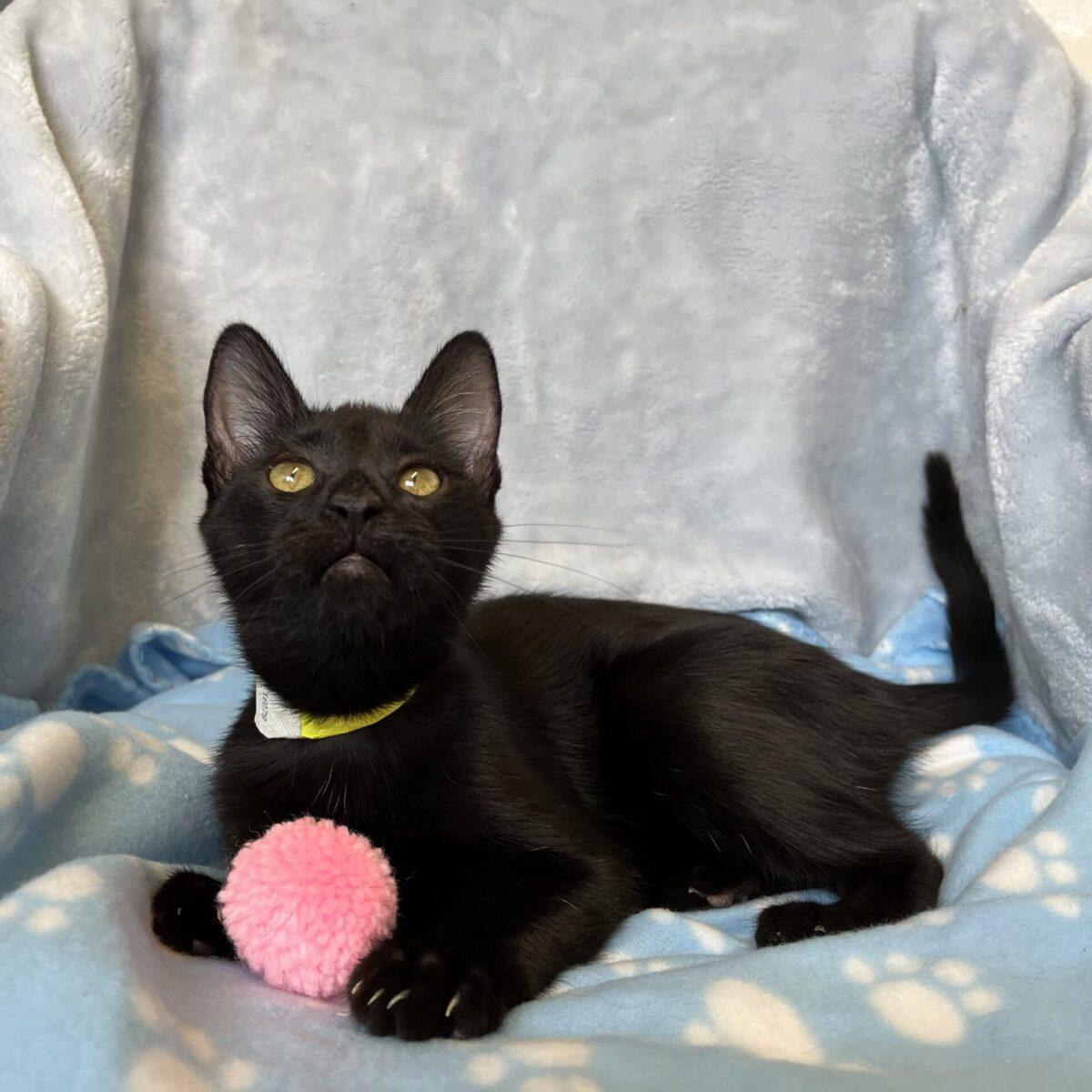Available Cats – North Country Animal League