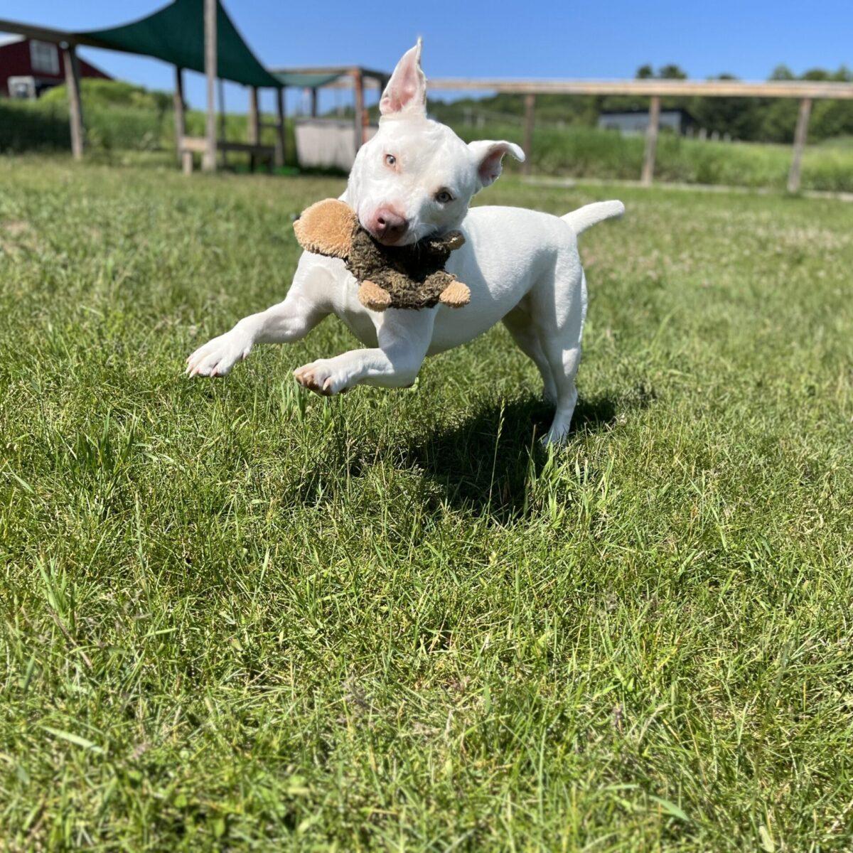 Reba- Adopted! – North Country Animal League